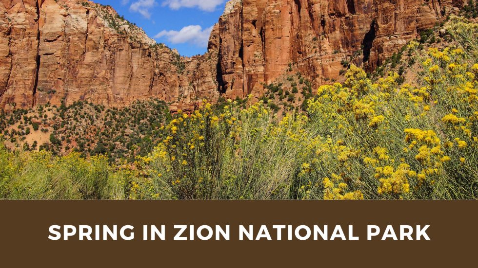 Discover Spring Magic at Zion Wildflower Resort!